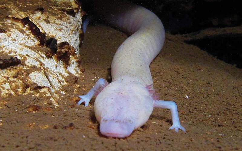 ผู้หญิง - Science Update : ซาลาแมนเดอร์ถ้ำไม่ขยับไปไหน 7 ปี